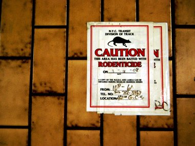 MTA to use birth-control bait to control rat population – QNS