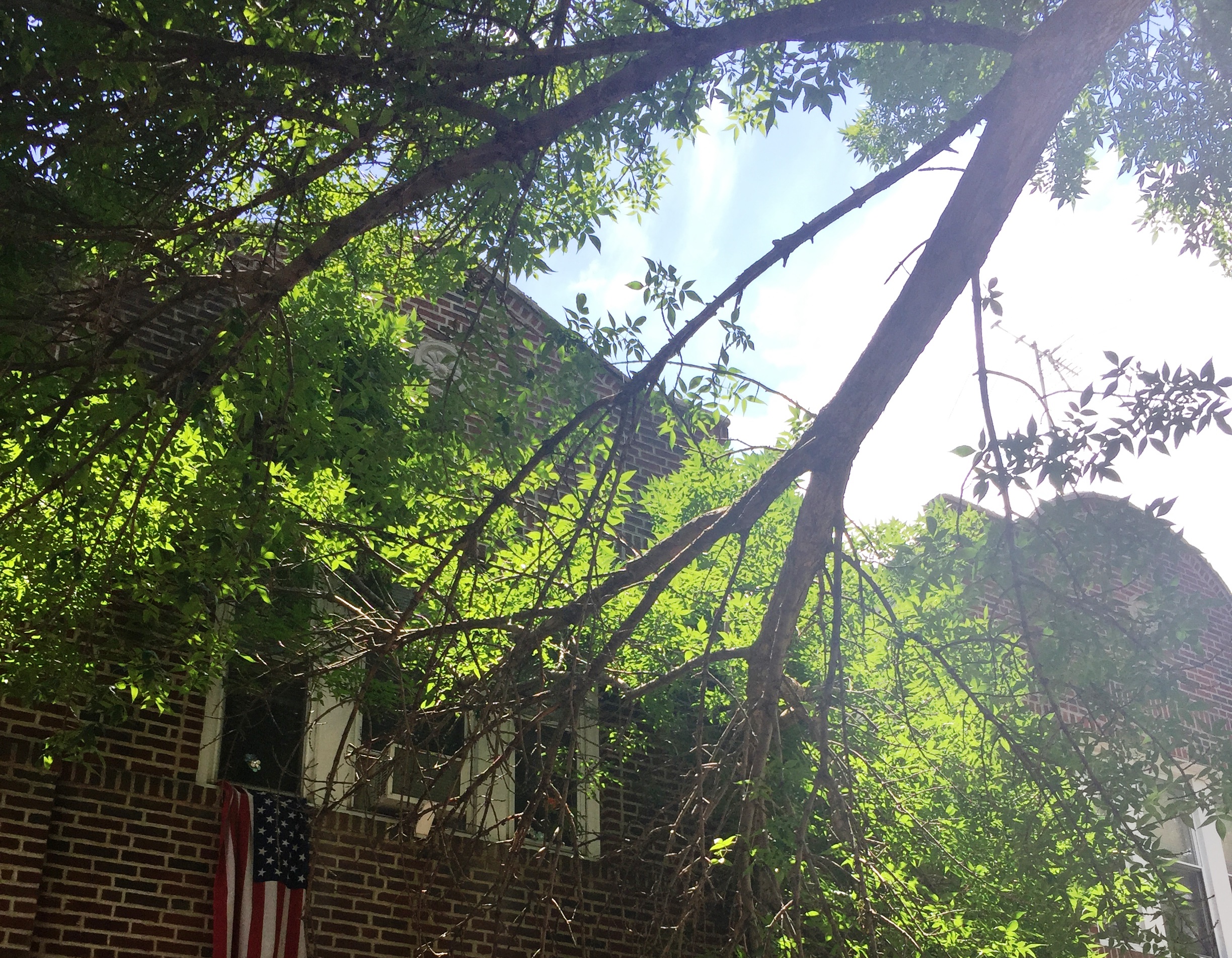 Tree attacking Astoria woman’s house – QNS.com