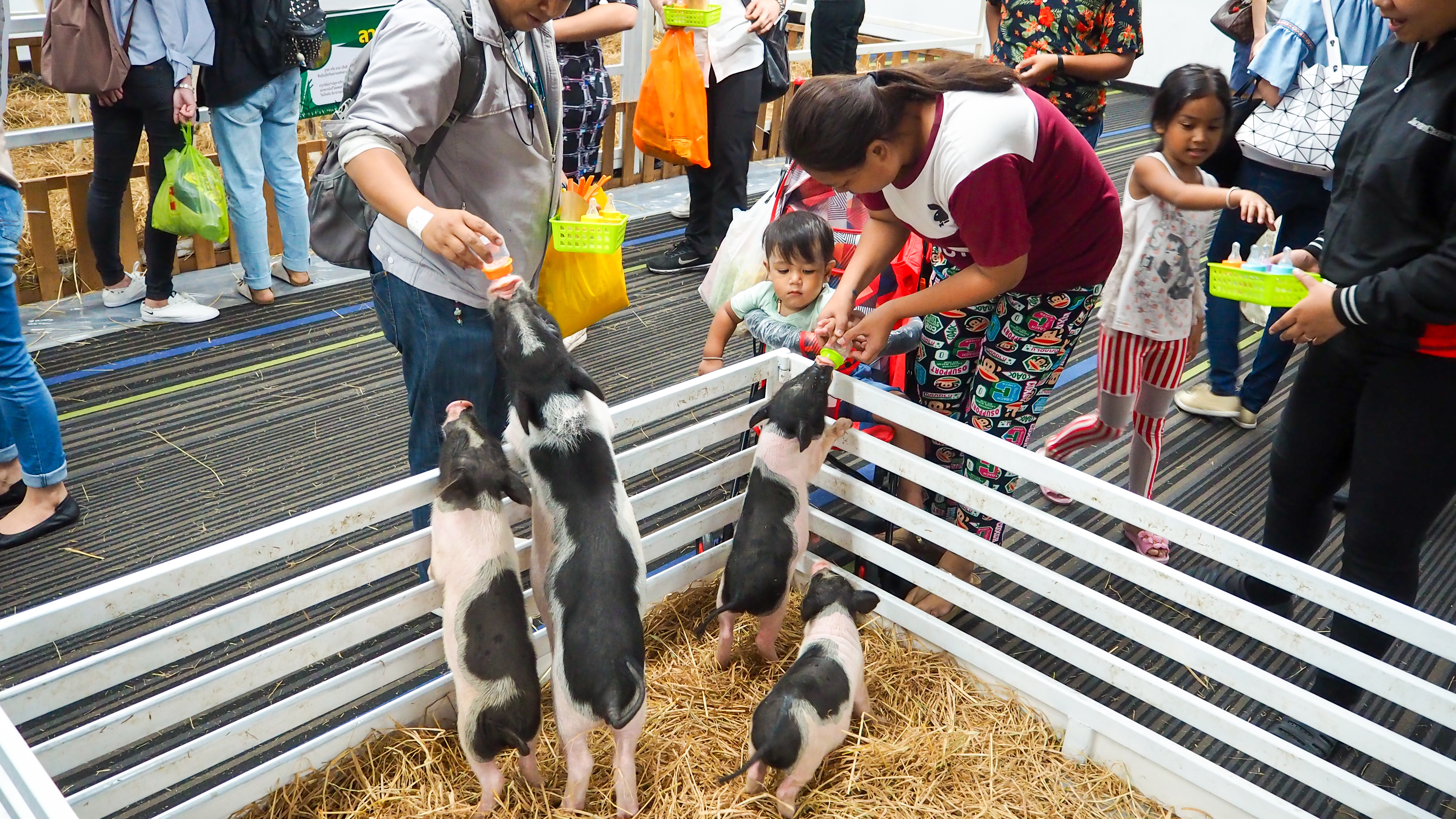 Puppet shows, Irish dance classes and live animal shows will take place ...