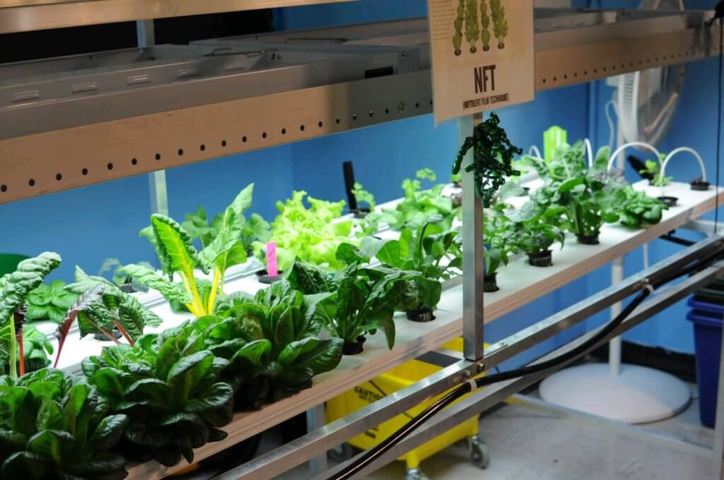 Astoria councilman joins P.S. 17 students to unveil new hydroponics lab ...