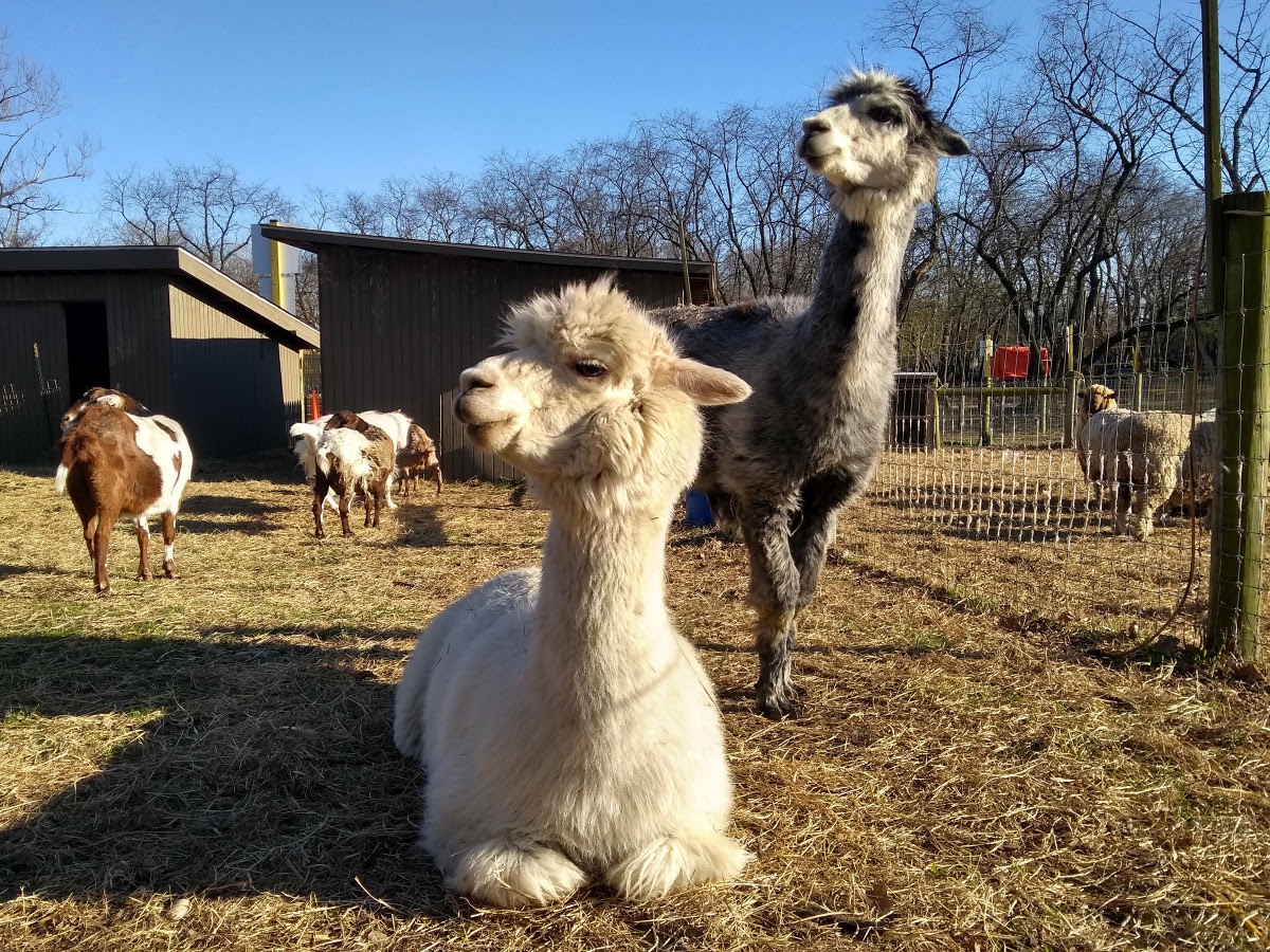 Queens County Farm Museum #barncam program digitizes the farm ...