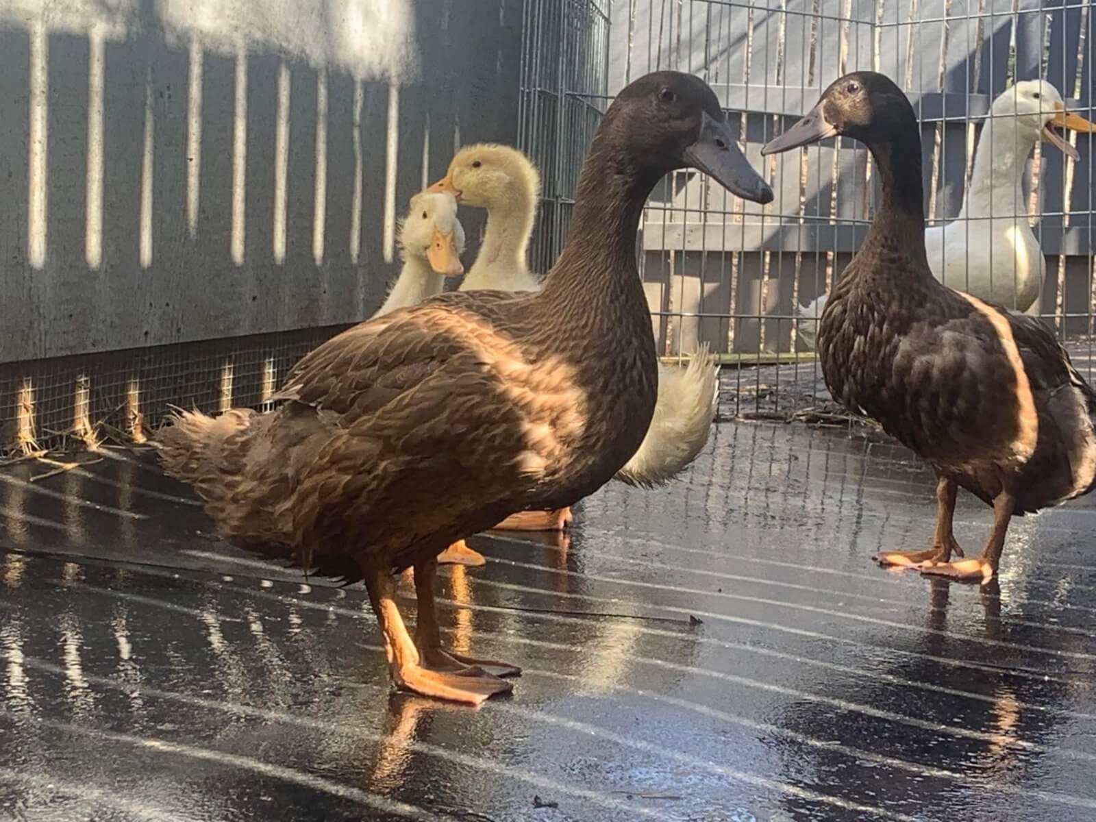 Two abandoned ducklings rescued near Astoria Park are being treated for ...