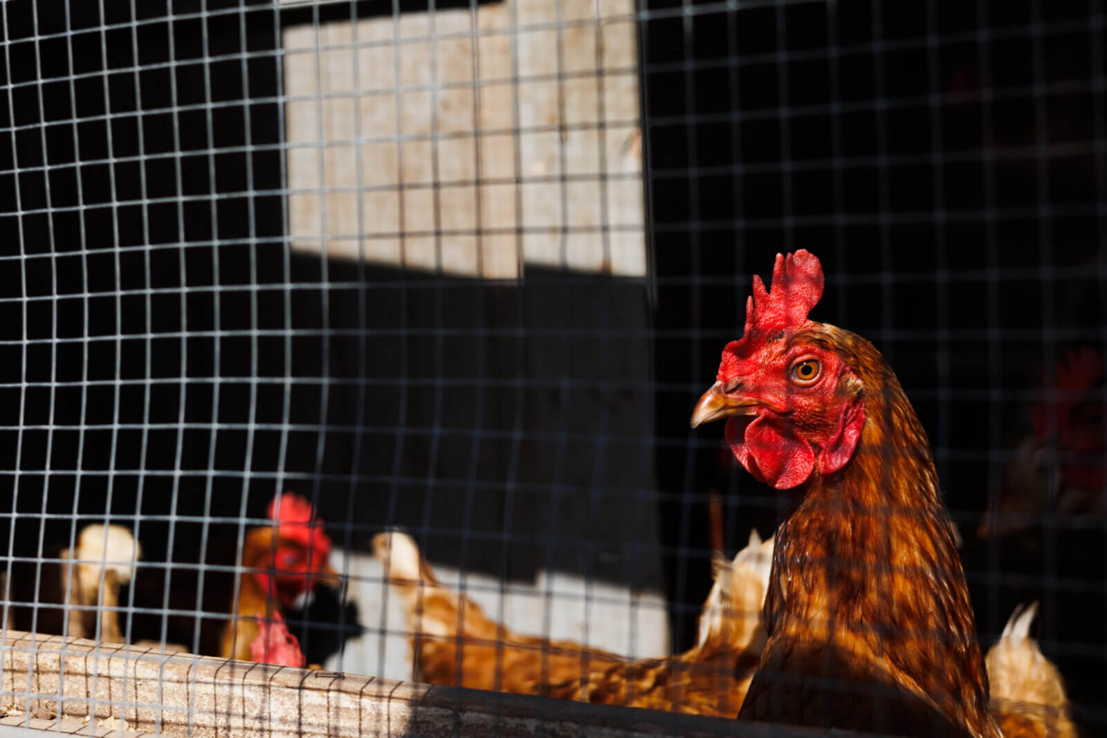 Queens County Farm Museum hosts class on how to raise backyard hens ...