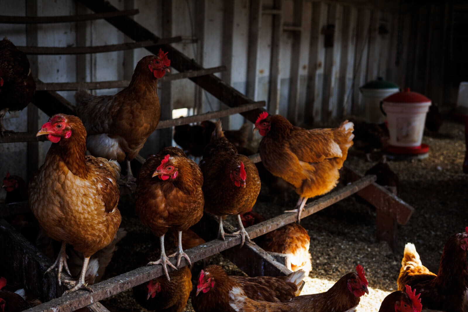 Queens County Farm Museum hosts class on how to raise backyard hens ...
