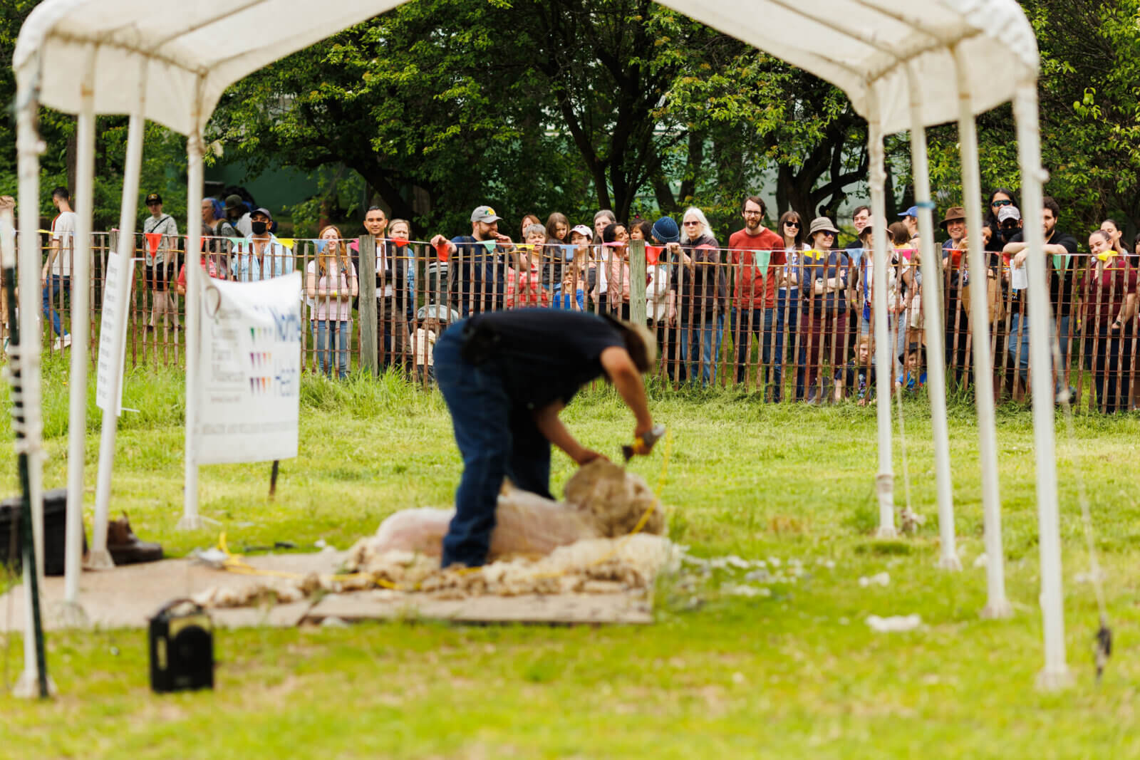 Queens County Farm Museum hosts annual Sheep Shearing Festival – QNS