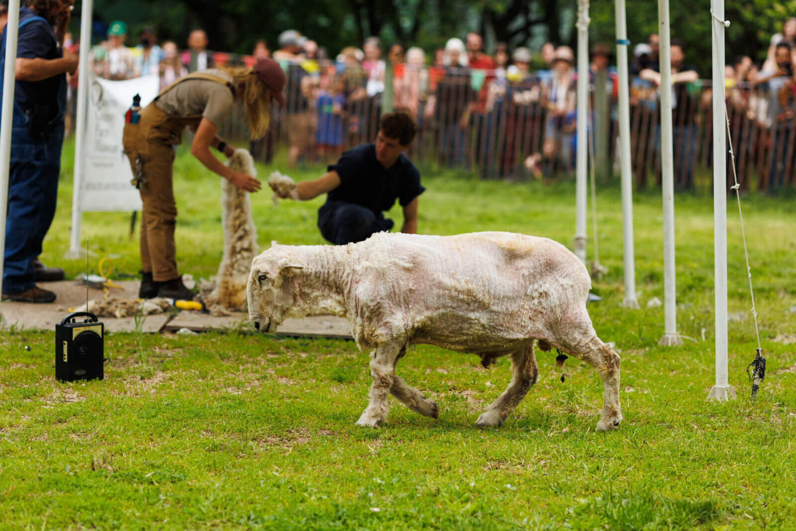 Queens County Farm Museum hosts annual Sheep Shearing Festival – QNS