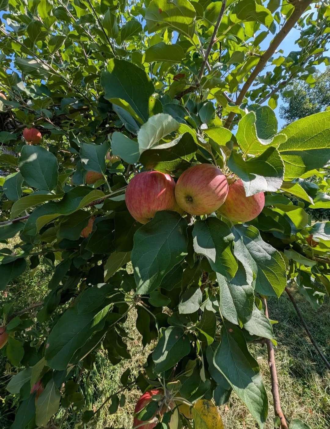 Find your fall: top apple picking spots for a perfect day trip